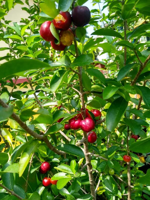 BARBADOS CHERRY – Chiguru Nursery